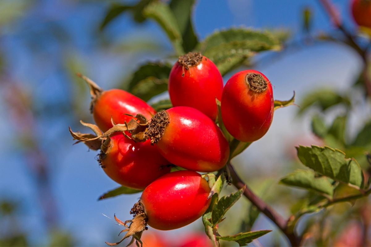 Rosehip - a Hip and Healthy Super Fruit - Germanfoods.org