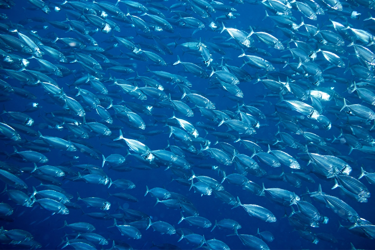 Guide to German Fish and Seafood - Germanfoods.org